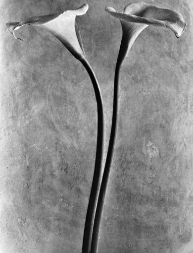 Tina Modotti. Women, Mexico and Freedom | Gruppo Unipol
